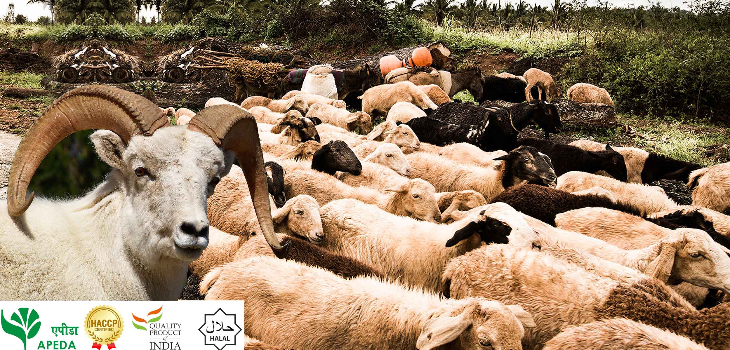Buffalo meat Exporters | Meat Exporter India | Frozen Meat | Halal Meat ...